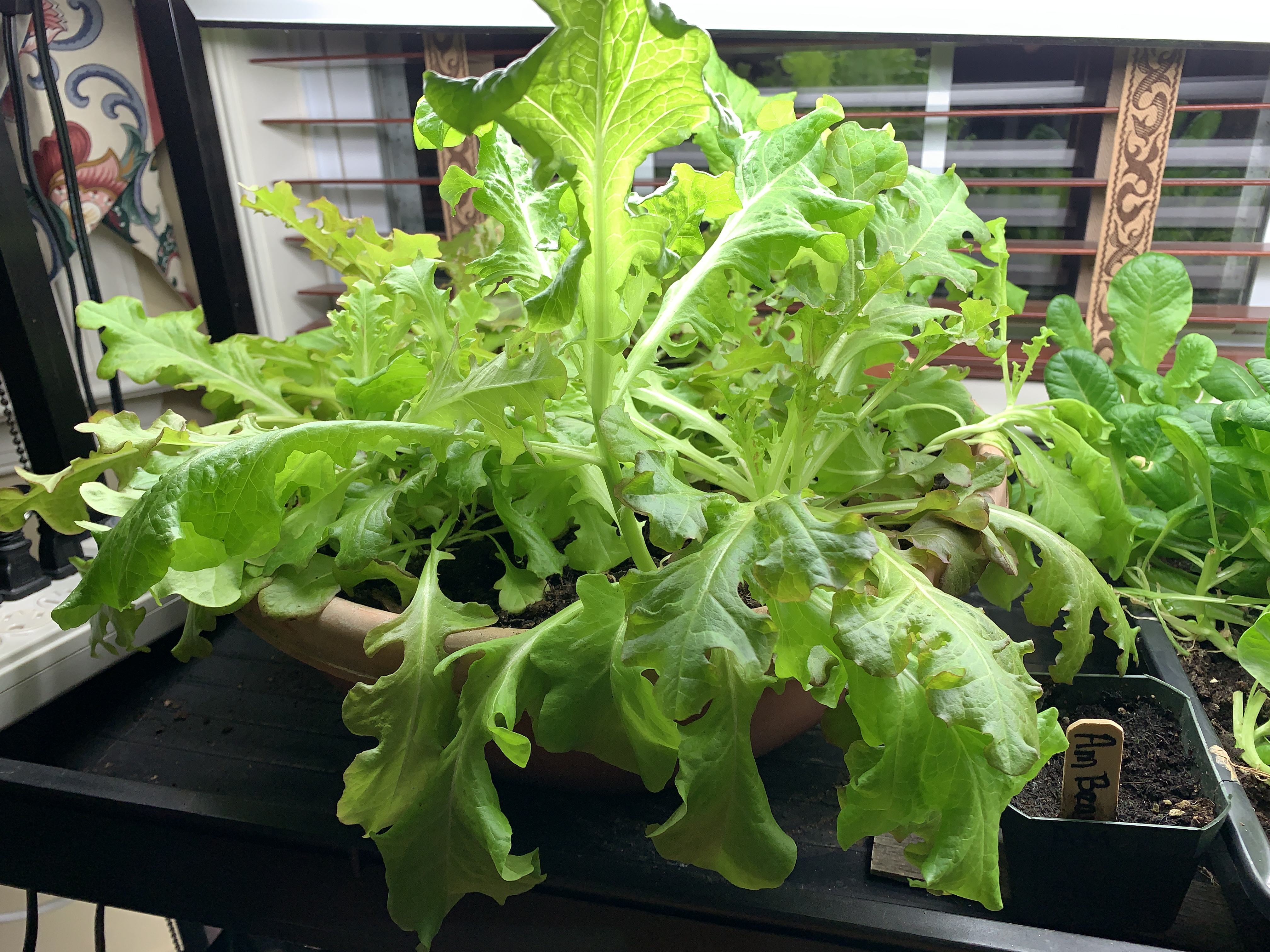 Lettuce, Poop, and Peppers – Author M.J. Patrick